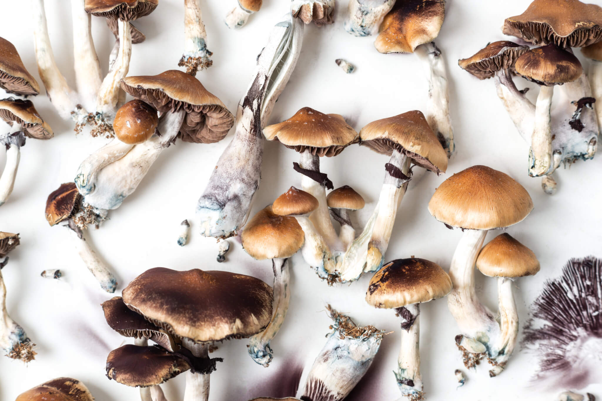 2025 Is The Year of Colorado Psilocybin | Canna Advisors